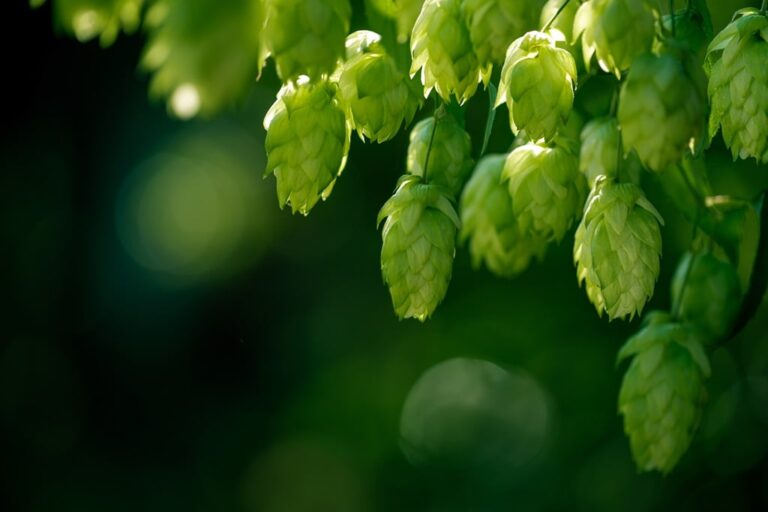 An Overview of New Hop Products for Beer Brewing - Brew Insight